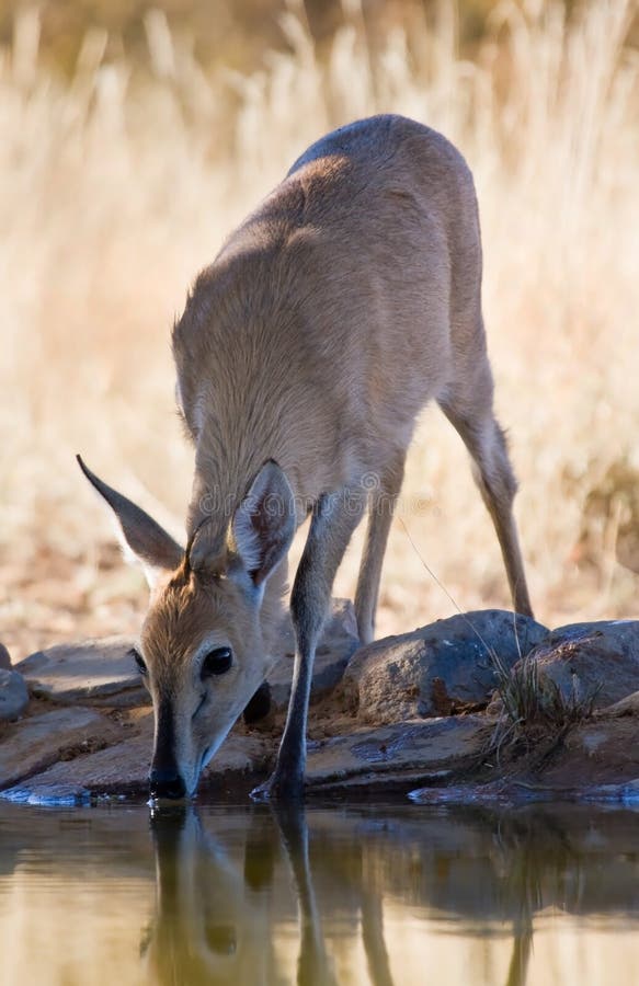 Duiker Ram - Wildlife from Africa - Rare Species of the Wild Stock ...