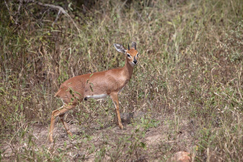 Common Duiker stock image. Image of mammal, deer, grimmia - 12331999