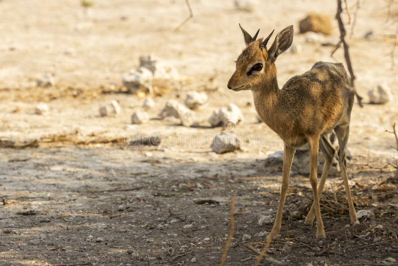 Common Duiker Stock Photos - Free & Royalty-Free Stock Photos from ...