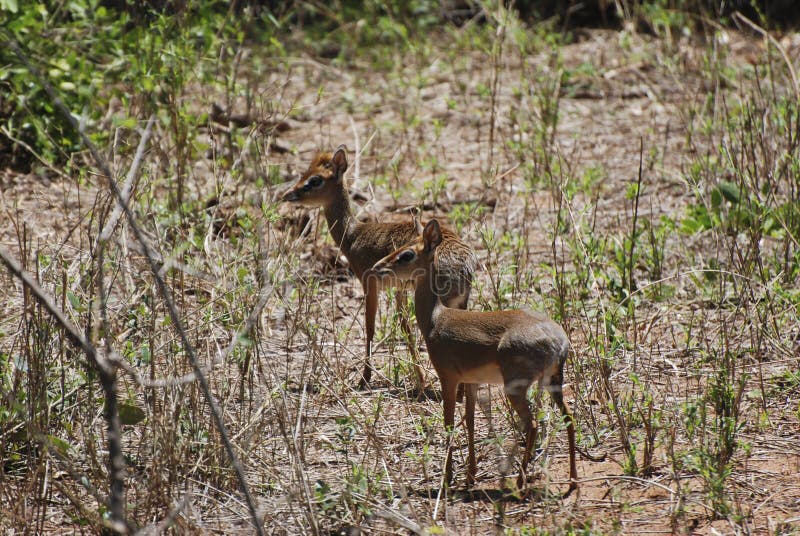 Common Female Duiker Standing in the Veld Stock Photo - Image of fauna ...