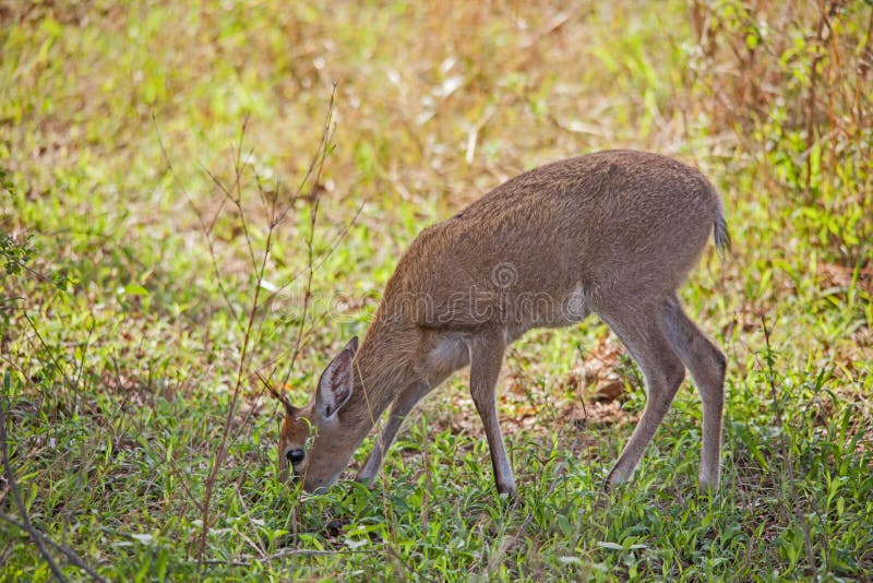 Common Duiker Stock Photos - Free & Royalty-Free Stock Photos from ...