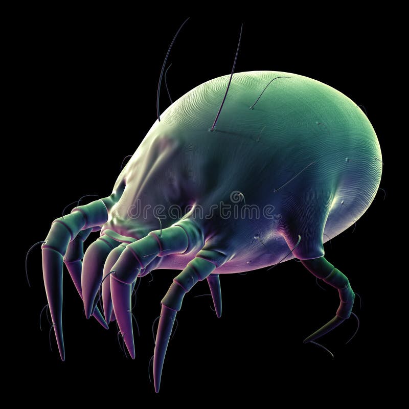 A common dust mite stock illustration. Illustration of mite - 59785626