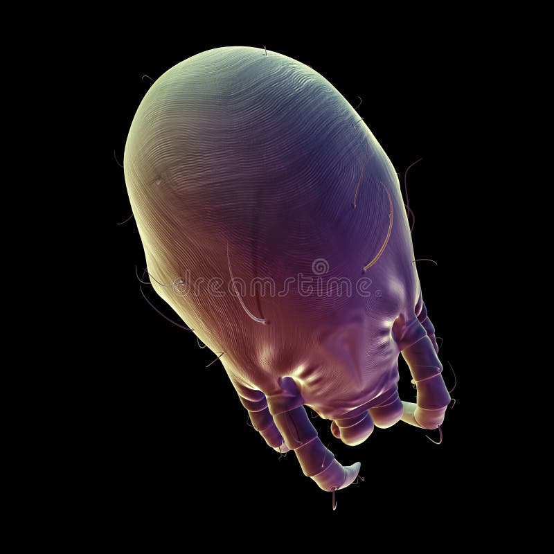 A common dust mite stock illustration. Illustration of itchy - 59793258