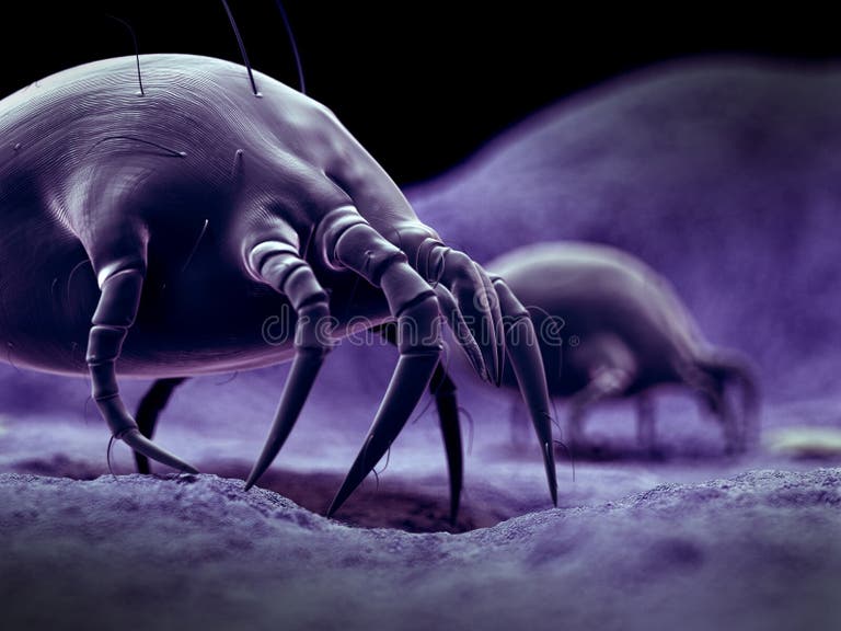 A common dust mite stock illustration. Illustration of asthma - 57843486