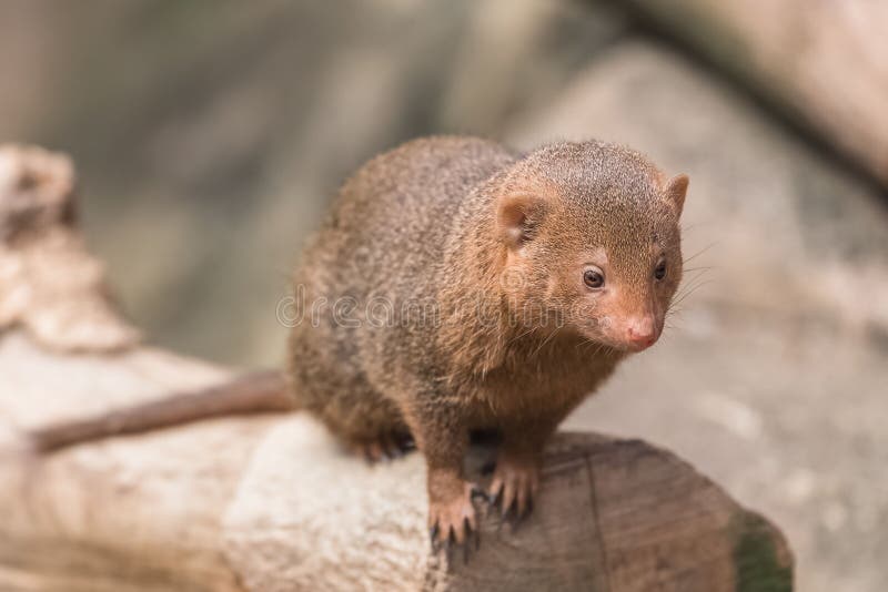 Common Dwarf Mongoose on a Branch Stock Photo - Image of fierce, mungo ...