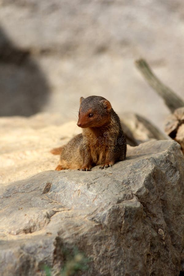 Common dwarf mongoose stock photo. Image of pygmy, golden - 106415134
