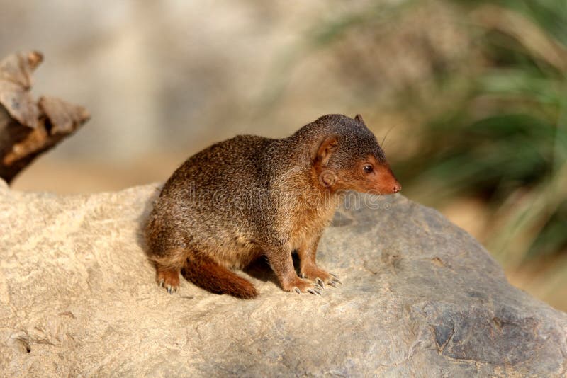 Common dwarf mongoose stock photo. Image of pygmy, golden - 106415134