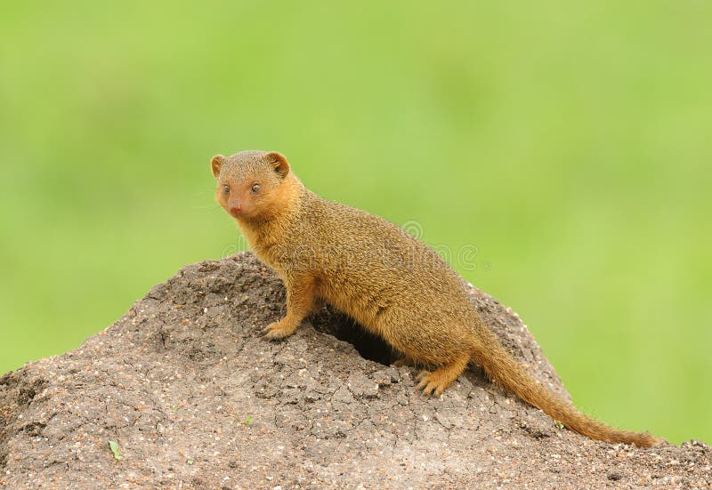 Common dwarf mongoose stock photo. Image of pygmy, golden - 106415134