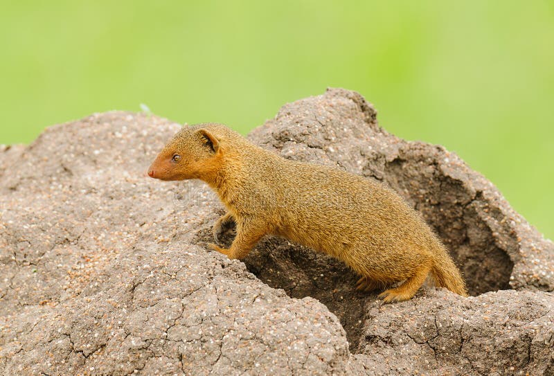 Common Dwarf Mongoose stock image. Image of mammal, carnivora - 353267529