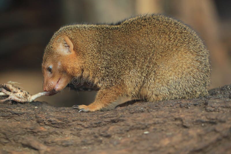 Common dwarf mongoose stock photo. Image of mammal, animal - 263650060