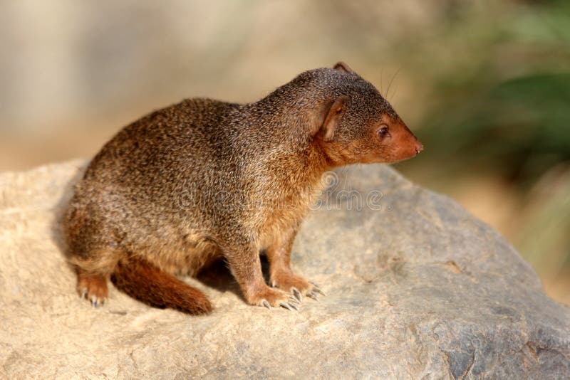 Common dwarf mongoose stock photo. Image of pygmy, golden - 106415134