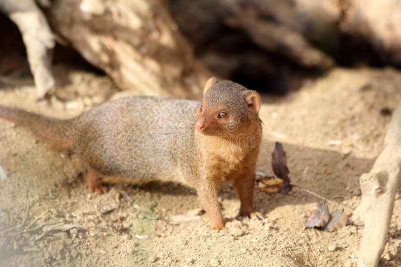 Pygmy Mongoose Stock Photos - Free & Royalty-Free Stock Photos from ...