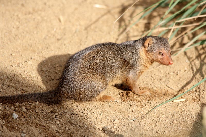 Common dwarf mongoose stock photo. Image of pygmy, golden - 106415134