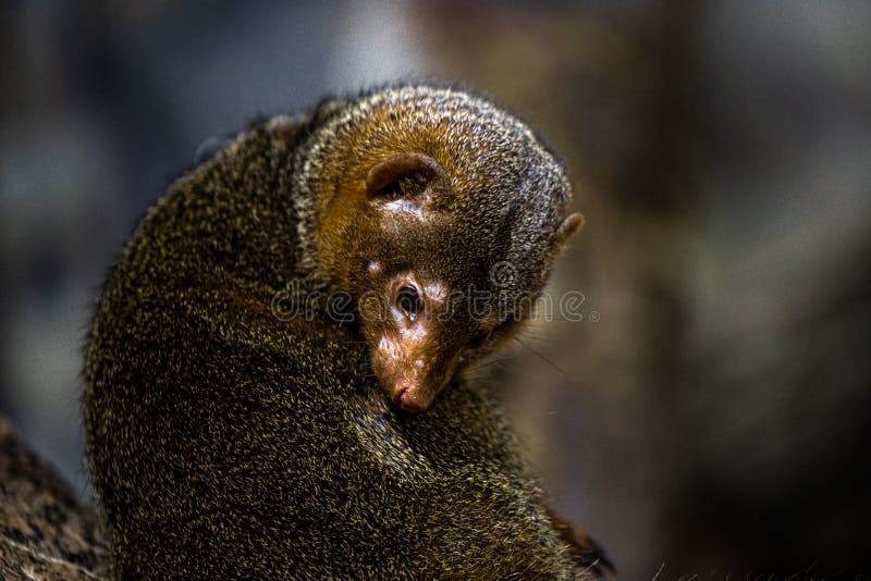 Common Dwarf Mongoose stock image. Image of south, face - 268052061