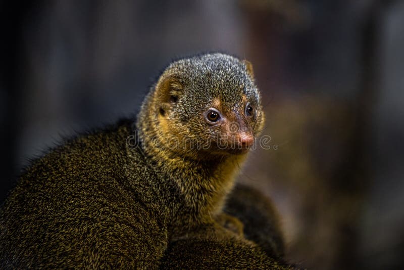 Common Dwarf Mongoose stock photo. Image of wilderness - 268052068