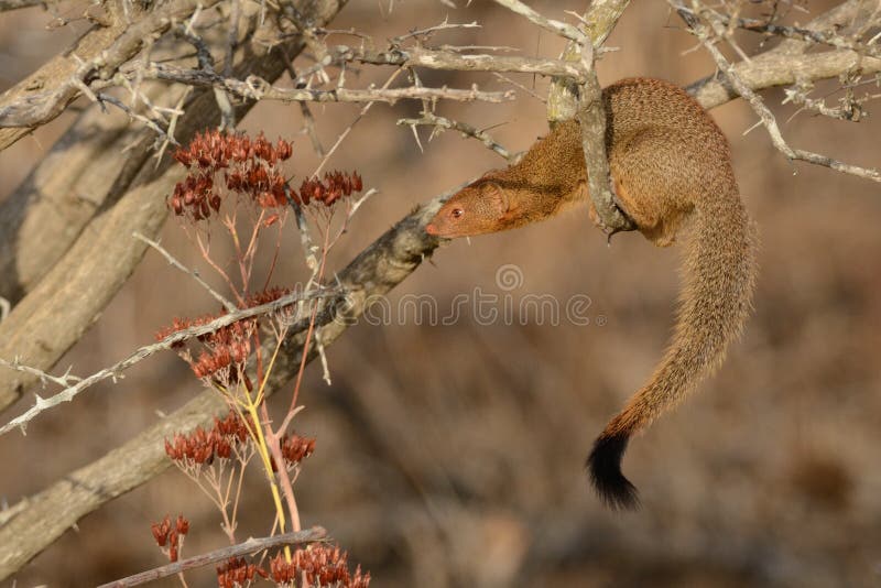 Common Dwarf Mongoose (Helogale Parvula) Stock Photo - Image of common ...