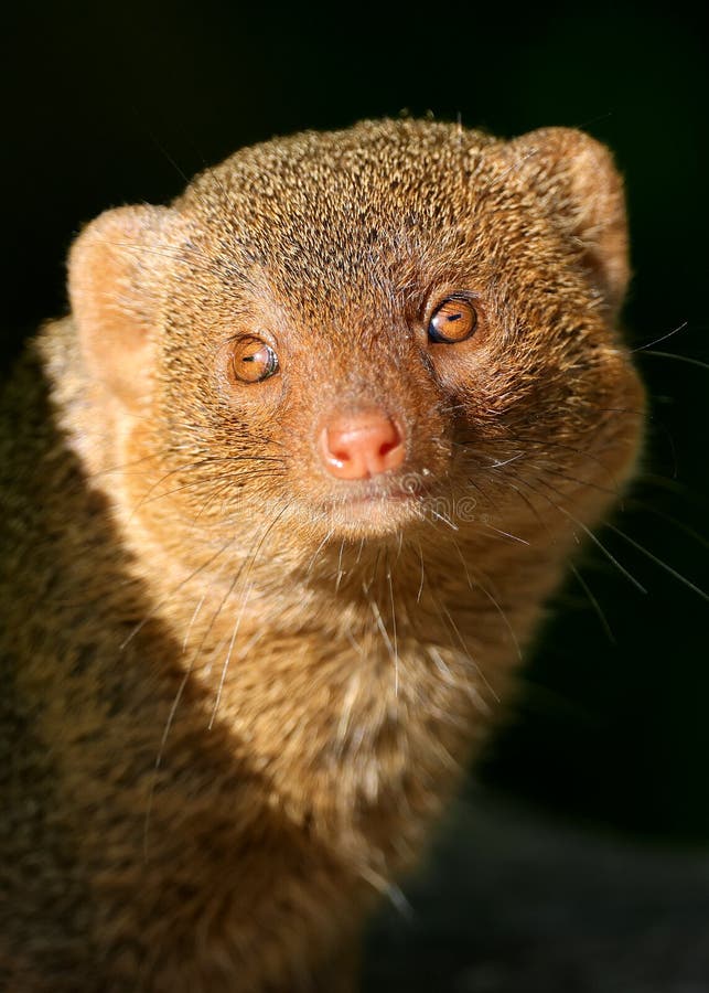Common Dwarf Mongoose in the Kruger National Park Stock Photo - Image ...