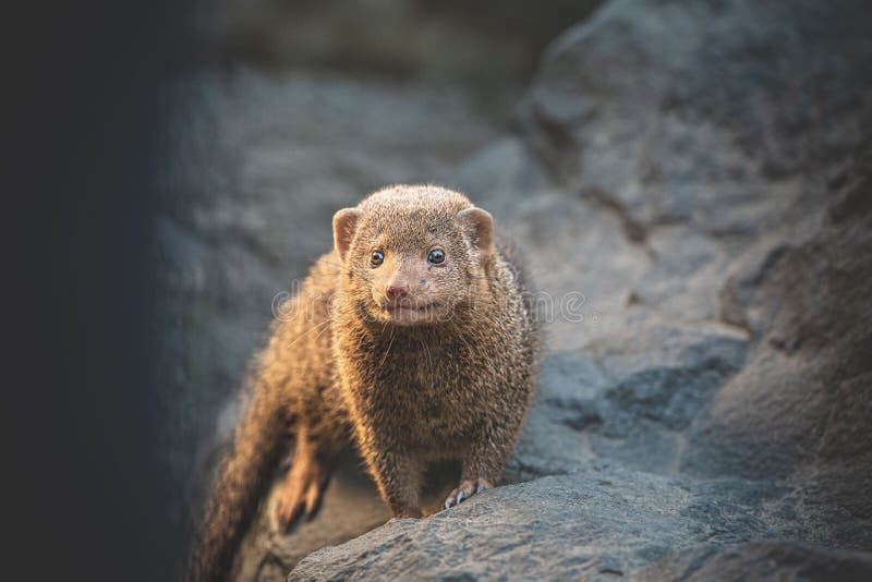 Common Dwarf Mongoose (Helogale Parvula) Standing on a Rock Looking ...
