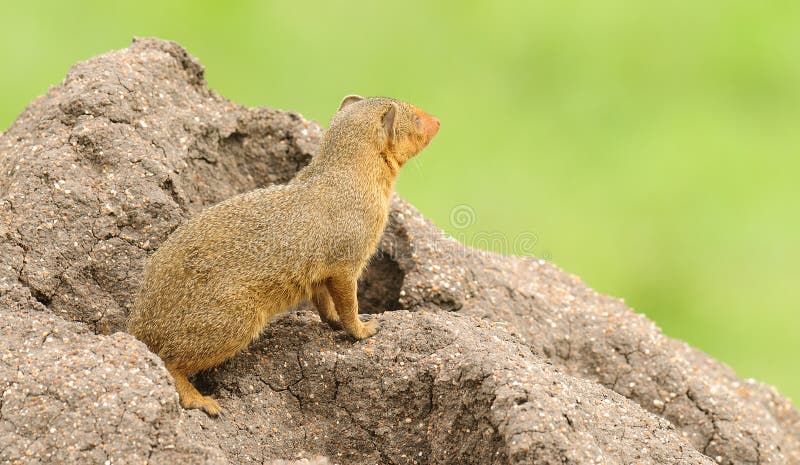 Common Dwarf Mongoose stock photo. Image of africa, species - 353267464