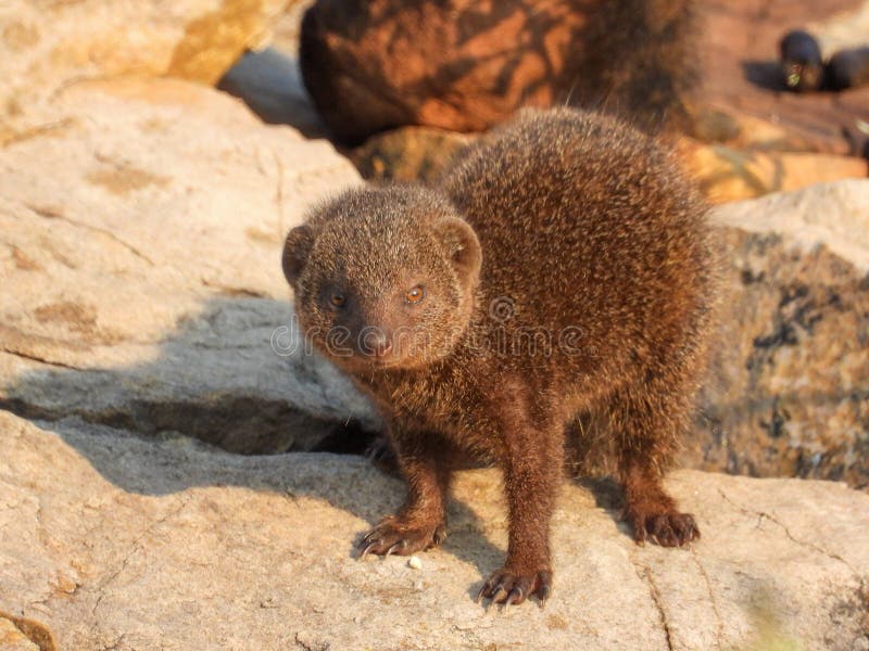 Common Dwarf Mongoose Isolated on a Rock Stock Photo - Image of africa ...