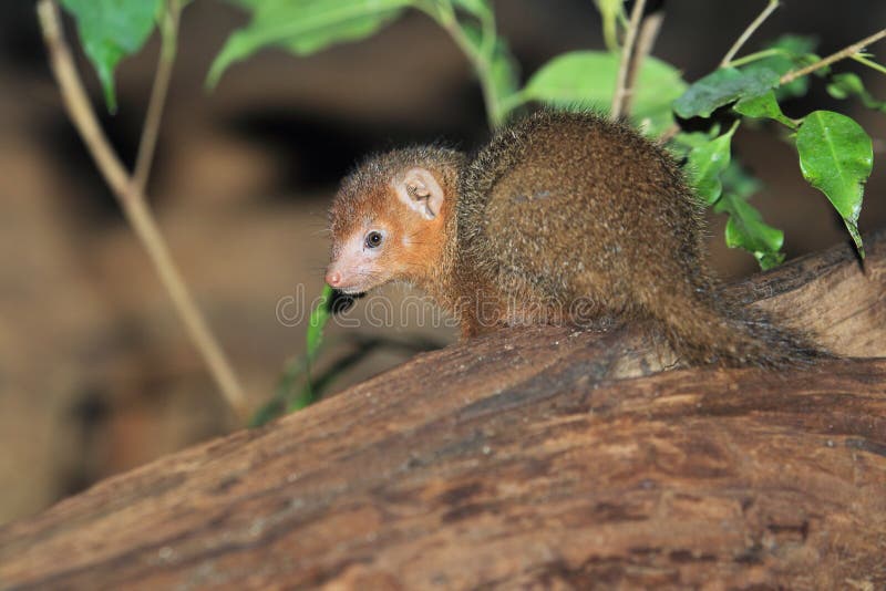 Common Dwarf Mongoose in the Kruger National Park Stock Photo - Image ...