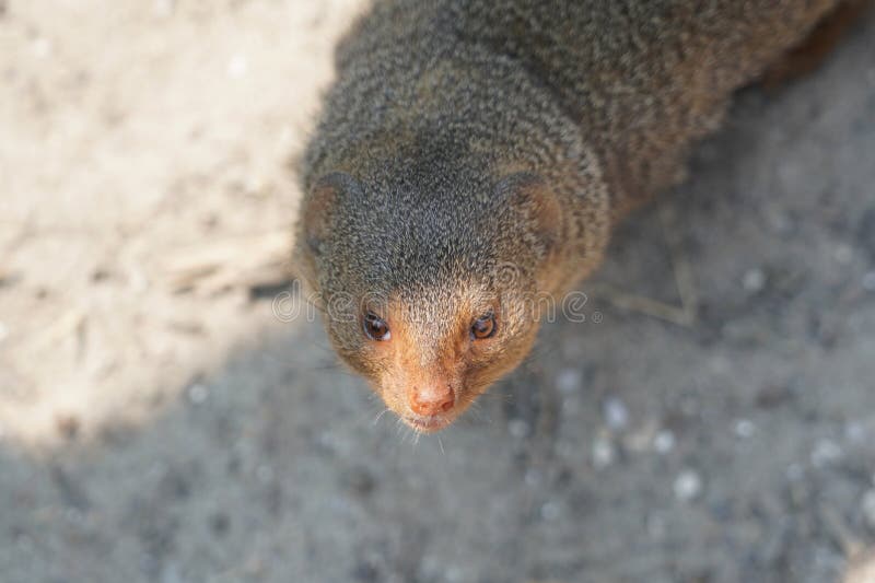 Common Dwarf Mongoose Looking Out Stock Image - Image of herpestidae ...
