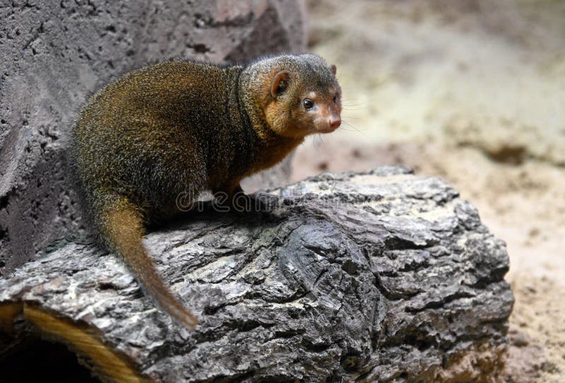 A Common Dwarf Mongoose on a Tree Stock Photo - Image of common, africa ...