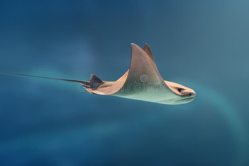 Common Eagle Ray stock photo. Image of animal, ecology - 310169162