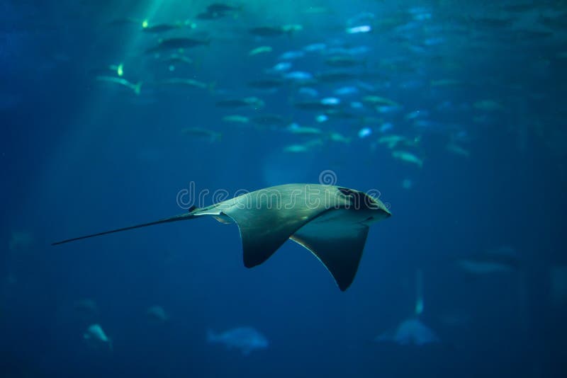 Common Eagle Ray Myliobatis Aquila Stock Photo - Image of sting ...