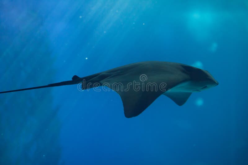 Common Eagle Ray Myliobatis Aquila Stock Image - Image of marine ...