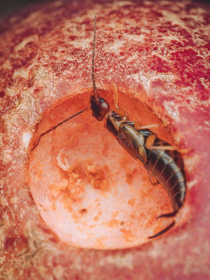 A Common Earwig Feeding on a Ripe Apple Stock Photo - Image of close ...