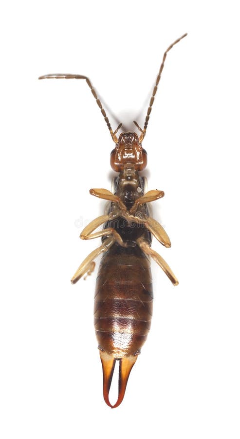 Common Earwig (Forficula Auricularia) Stock Image - Image of forficula ...