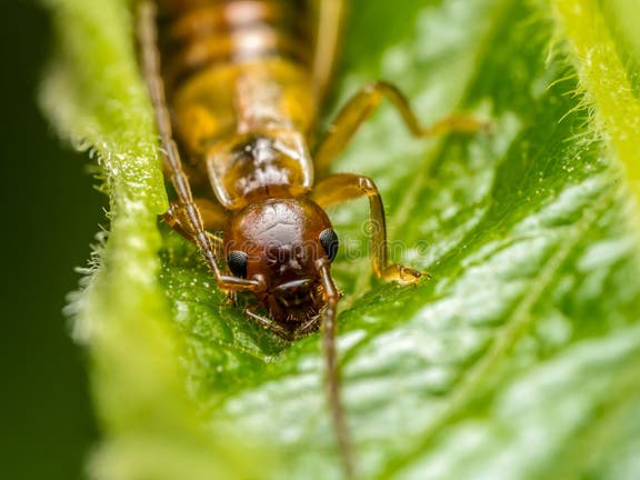 Common Earwig Hiding in the Plant Leaf Stock Photo - Image of leaf ...