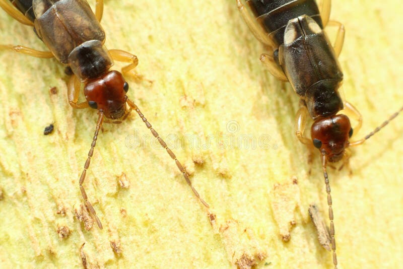 Common earwigs stock image. Image of detail, science - 20913327