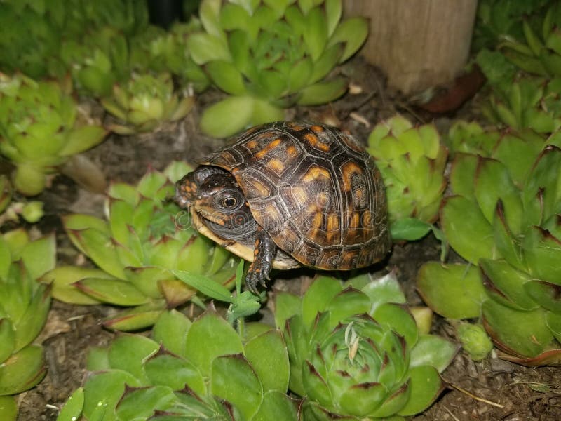 Common Eastern Box Turtle Juvenile Stock Image - Image of nature ...