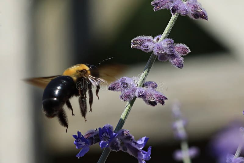Bumble Bee in Flight in Black Blooming Currant Bush Stock Image - Image ...