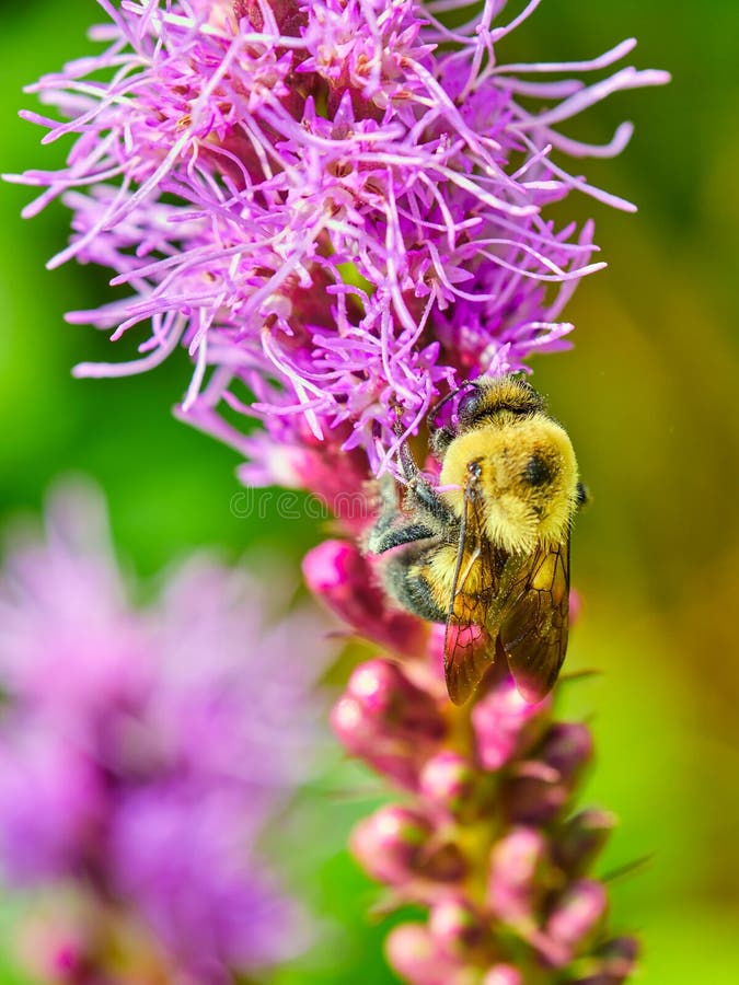 Common Eastern Bumblebee (Bombus Impatiens) Stock Image - Image of ...