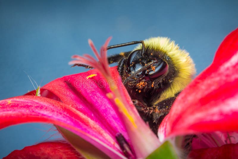 Common Eastern Bumblebee stock image. Image of entomology - 75094477