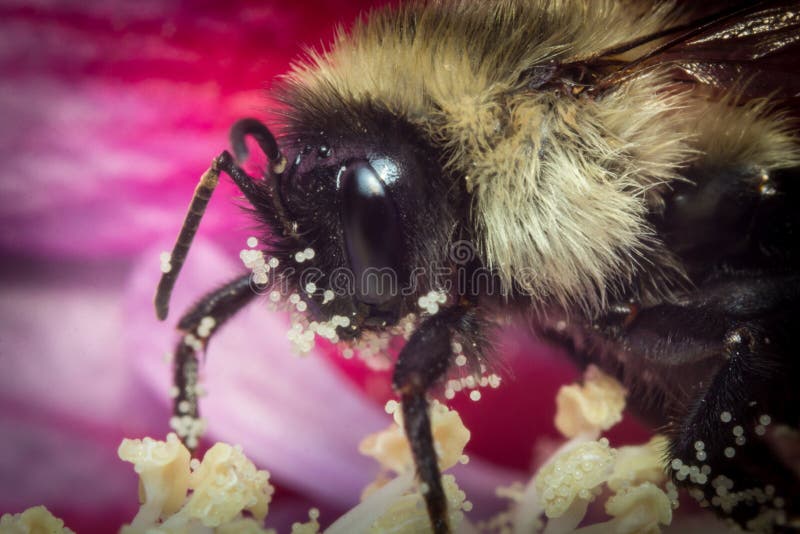 Common Eastern Bumble Bee - Bombus Impatiens Stock Photo - Image of ...