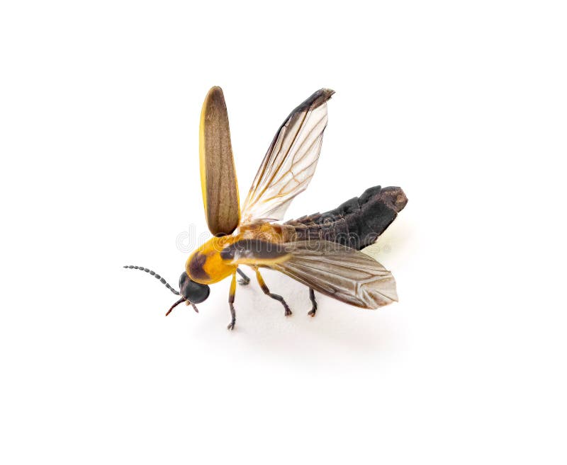 Common Eastern Firefly or Big Dipper Firefly - Photinus Pyralis Wings ...