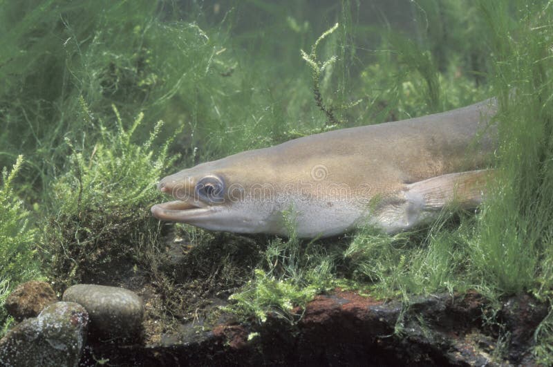 Common Eel, Anguilla Anguilla Stock Image - Image of common, fish: 36145561