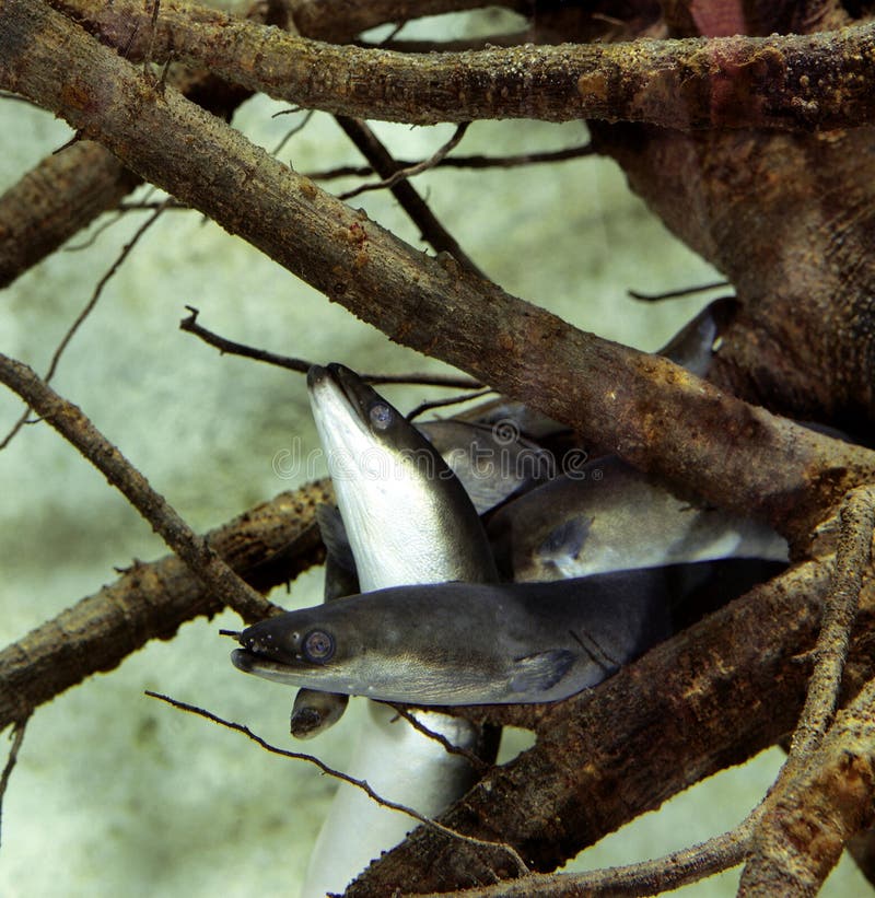 Common Eel or European Eel, Anguilla Anguilla Stock Photo - Image of ...