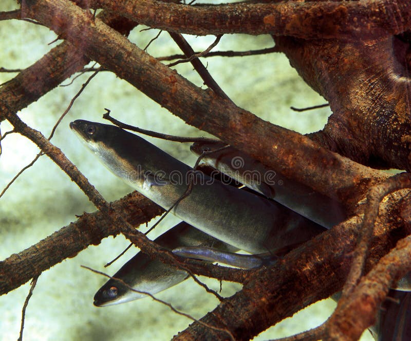 Common Eel or European Eel, Anguilla Anguilla Stock Image - Image of ...