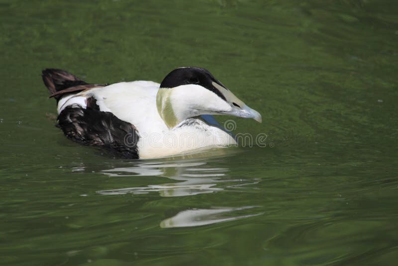 Common Merganser stock photo. Image of piscivorous, animal - 13221446