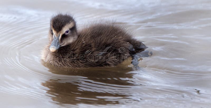 Young Eider Duck at Seahouses, Northumberland, UK. Stock Image - Image ...