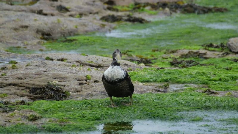 Eider Ducks in Seahouses Harbor0. Northumberland0. UK. Stock Footage ...