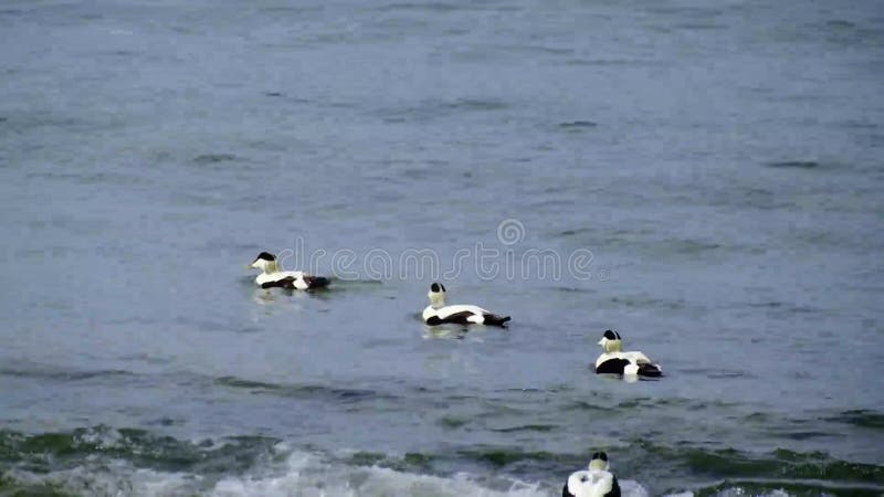 Eider Ducks in Seahouses Harbor0. Northumberland0. UK. Stock Video ...