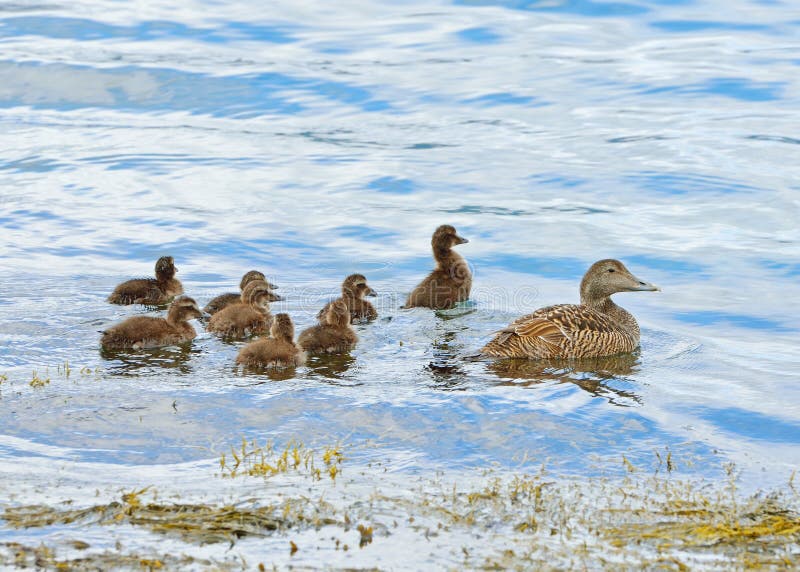 Common Eider. Female with Ducklings Stock Photo - Image of chick ...