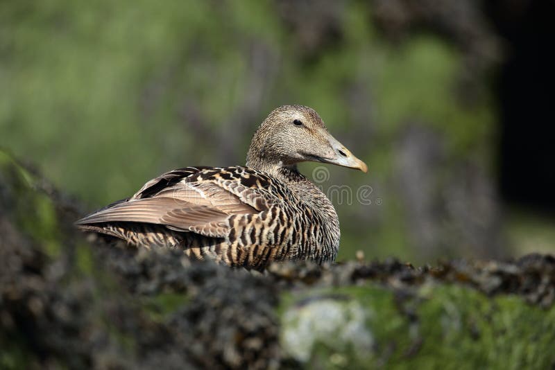 Common Eider stock image. Image of atlantic, animal, eider - 34432457