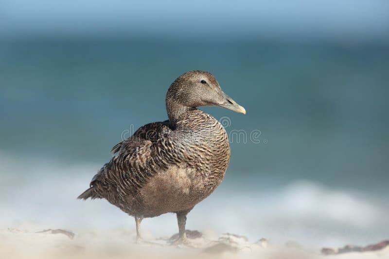 Common Eider stock photo. Image of duck, beak, nature - 34432996